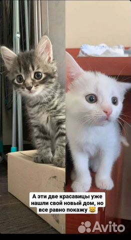 Милые котята в добрые руки