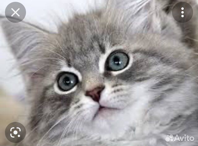 Котенок девочка полупушистая