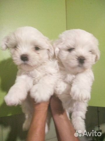 Мальтезики