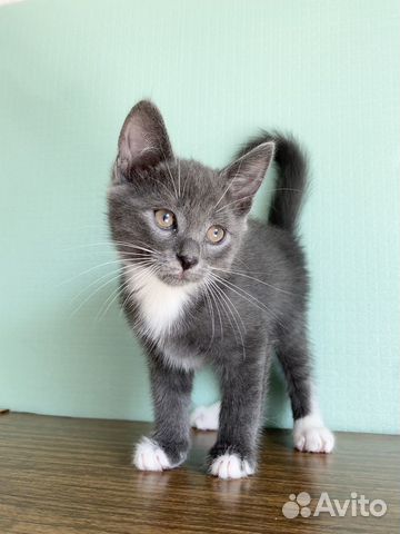 Котенок серый в дар