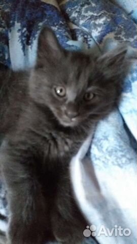 Сибирские котята