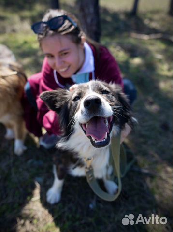 Небольшой песик Тим в добрые руки