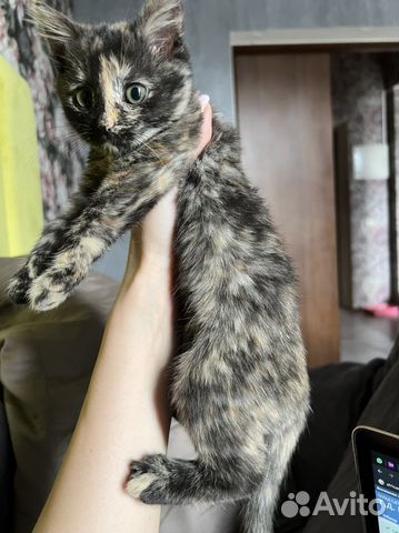 Трехцветный котенок девочка