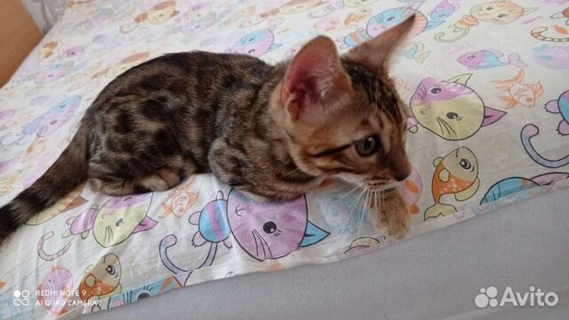 Бенгальская