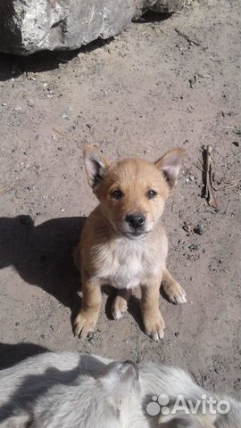 Щенки. В детстве я лаского называла их кутята