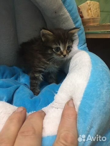 Котенок девочкавозраст 1 месяц