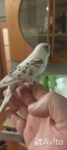Волнистый попугай ручной самец с клеткой