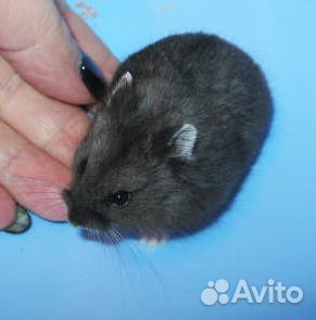 Хомяк кэмпбелла