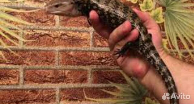 Сине языкий сцинк