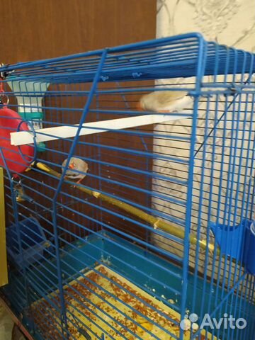 Японские воробьи (Амадин)