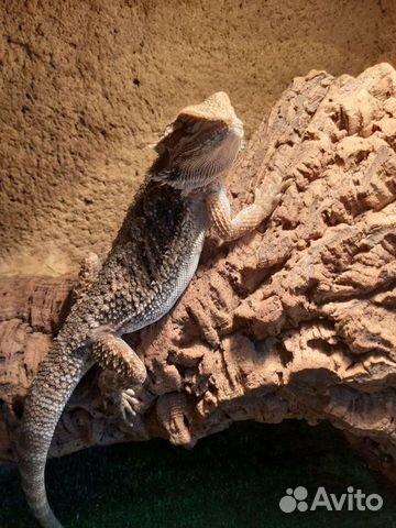 Бородатая агама