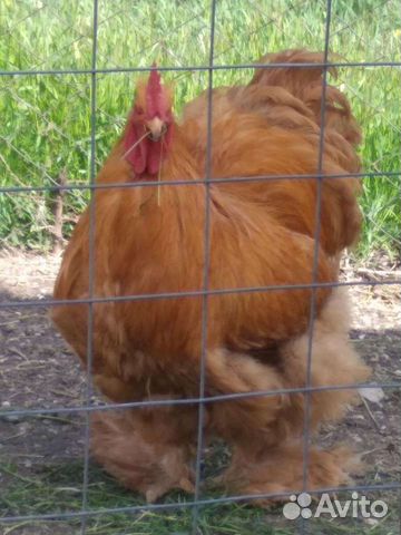 Куры конхинхина,семья