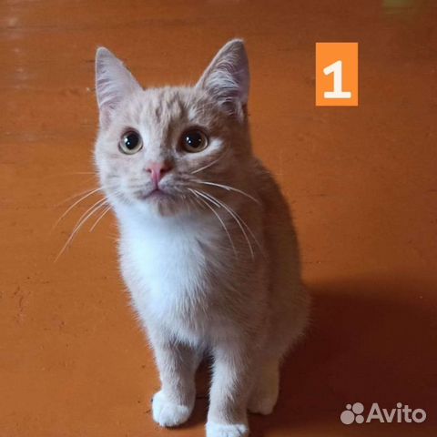 Котёнок 3 мес