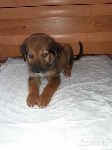 Щенок мальчик в добрые руки