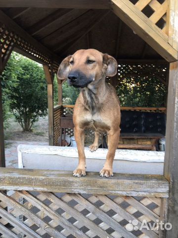 Собака сучка