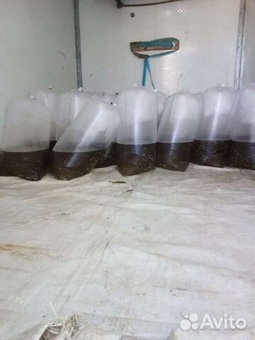 Малек толстолоба