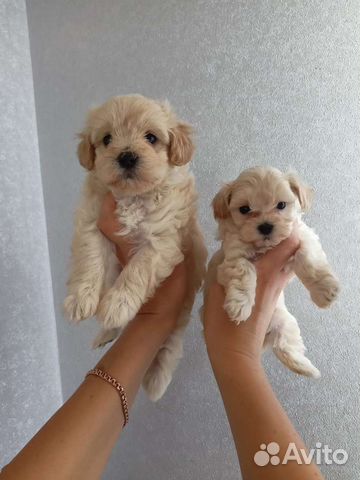 Мальтипу Ф1 Микро и стандарт