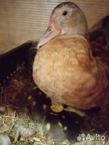 Утята мускусной утки