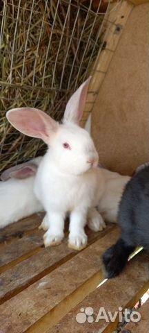 Кролики мясных пород