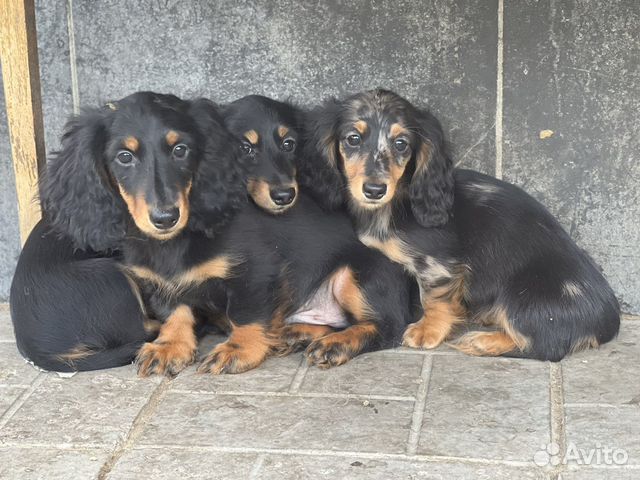 Длинношерстная такса