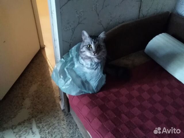 Продажа кошек и котят