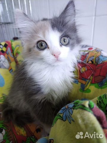 Кошечка Изабелла