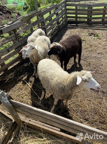 Продам овец