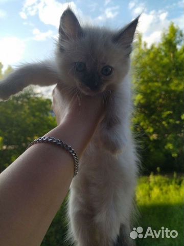 Котята смешанной породы