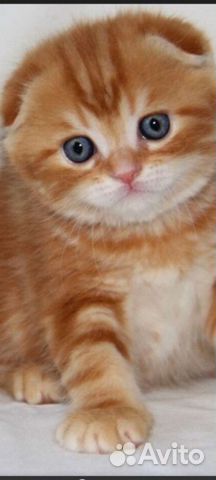Рыжий котенок вислоухий