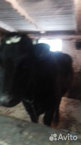 Бычки 1,5годовалый на мясо