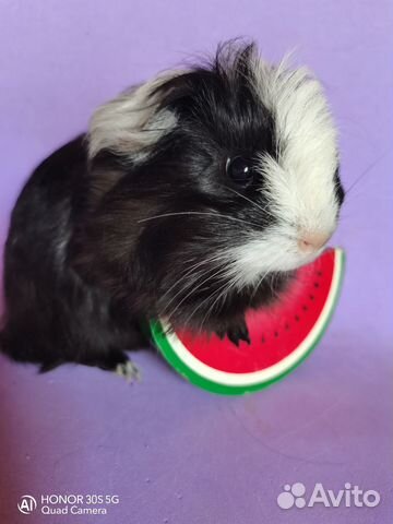 Морские свинки