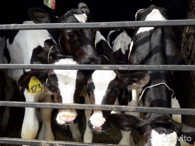 Бычки телята
