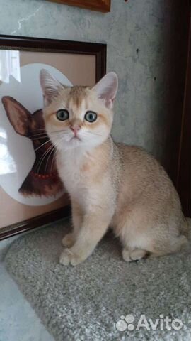 Шотландский котенок страйт