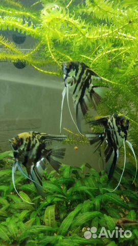 Скалярии Мраморные