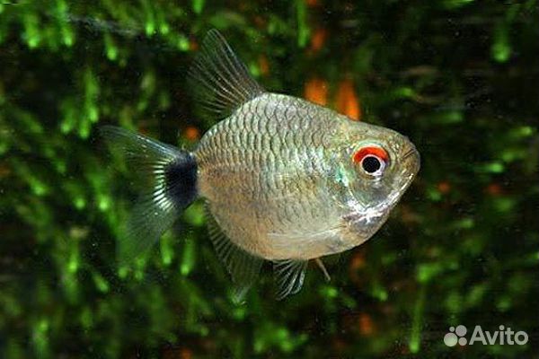 Филомена дисковая