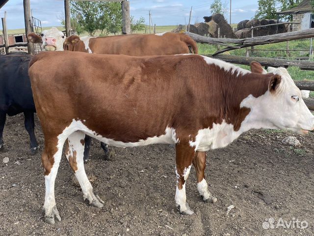 Белаголовая телька