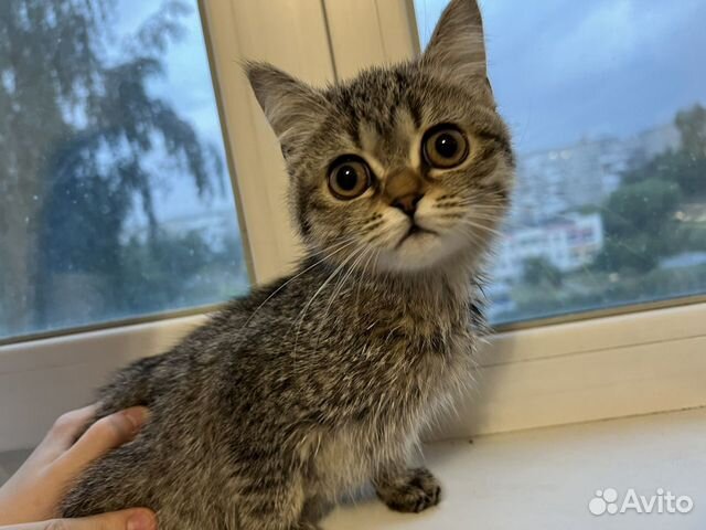 Шотландская скоттиш страйт девочка 4 месяца