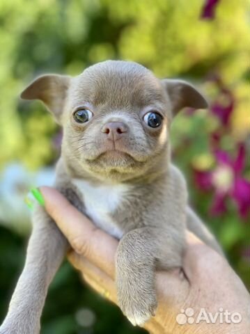 Лиловая леди