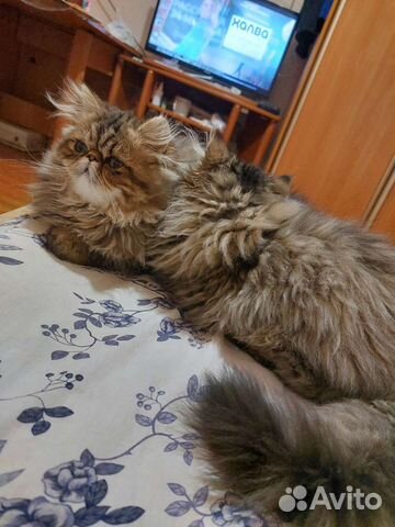 Персидская кошка