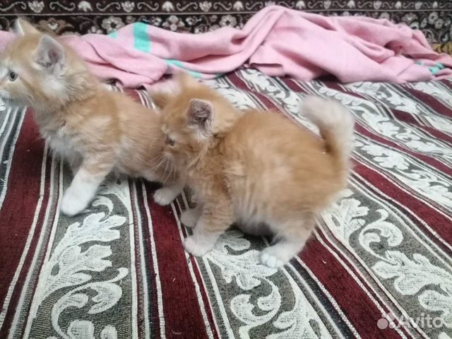 Котята