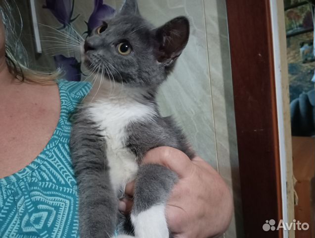 Серый дымчатый котенок