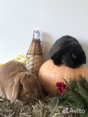 Крольчихи в дрбрые руки