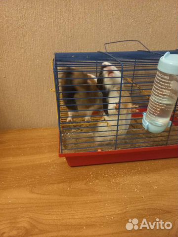 Морская свинка мальчишка