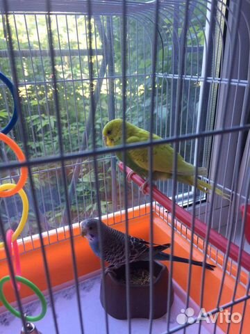Волнистые попугаи с клеткой