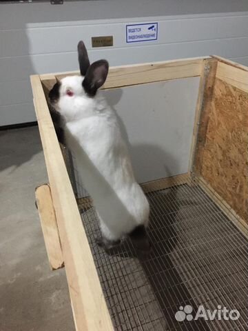 Продам кроликов калифорнийцев