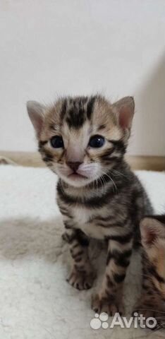 Бенгальская кошка