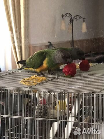 Сенегальский попугай