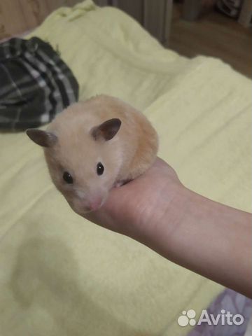 Сирийский хомяк с клеткой