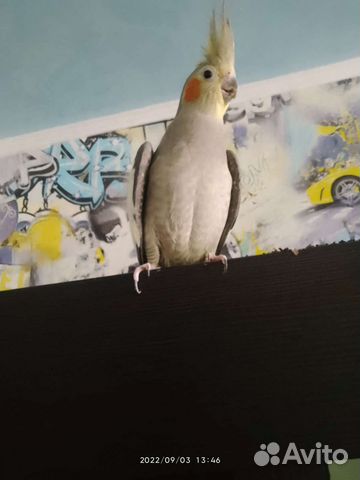 Попугай корелла