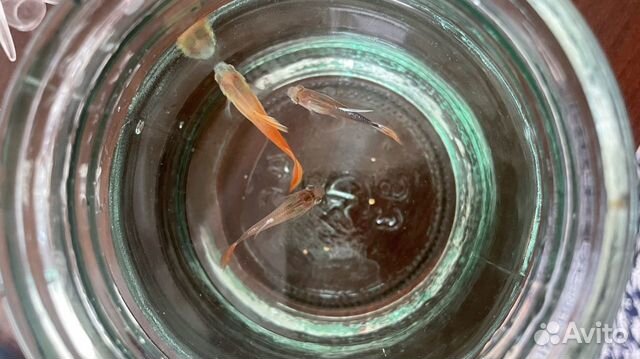 Аквариумные рыбки гуппи